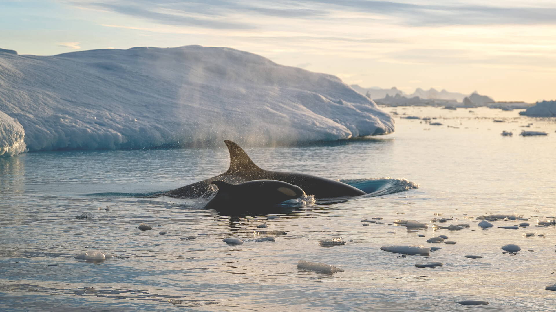 11-Night Ushuaia Roundtrip 3.6.28 | Atlas Ocean Voyages